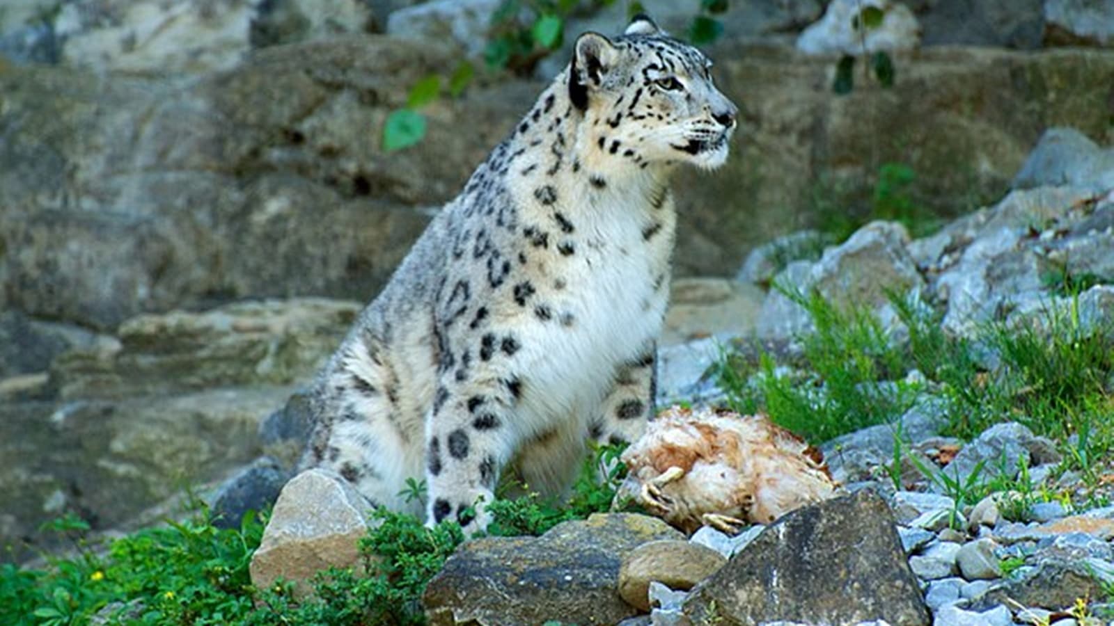 10 fascinating animals you might encounter on your trip to the ...