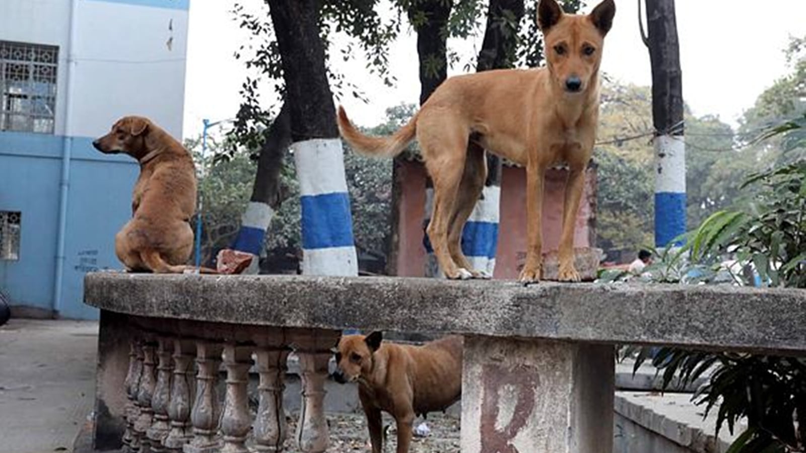 In a first, shelter for street dogs to come up near Karnataka Vidhana ...