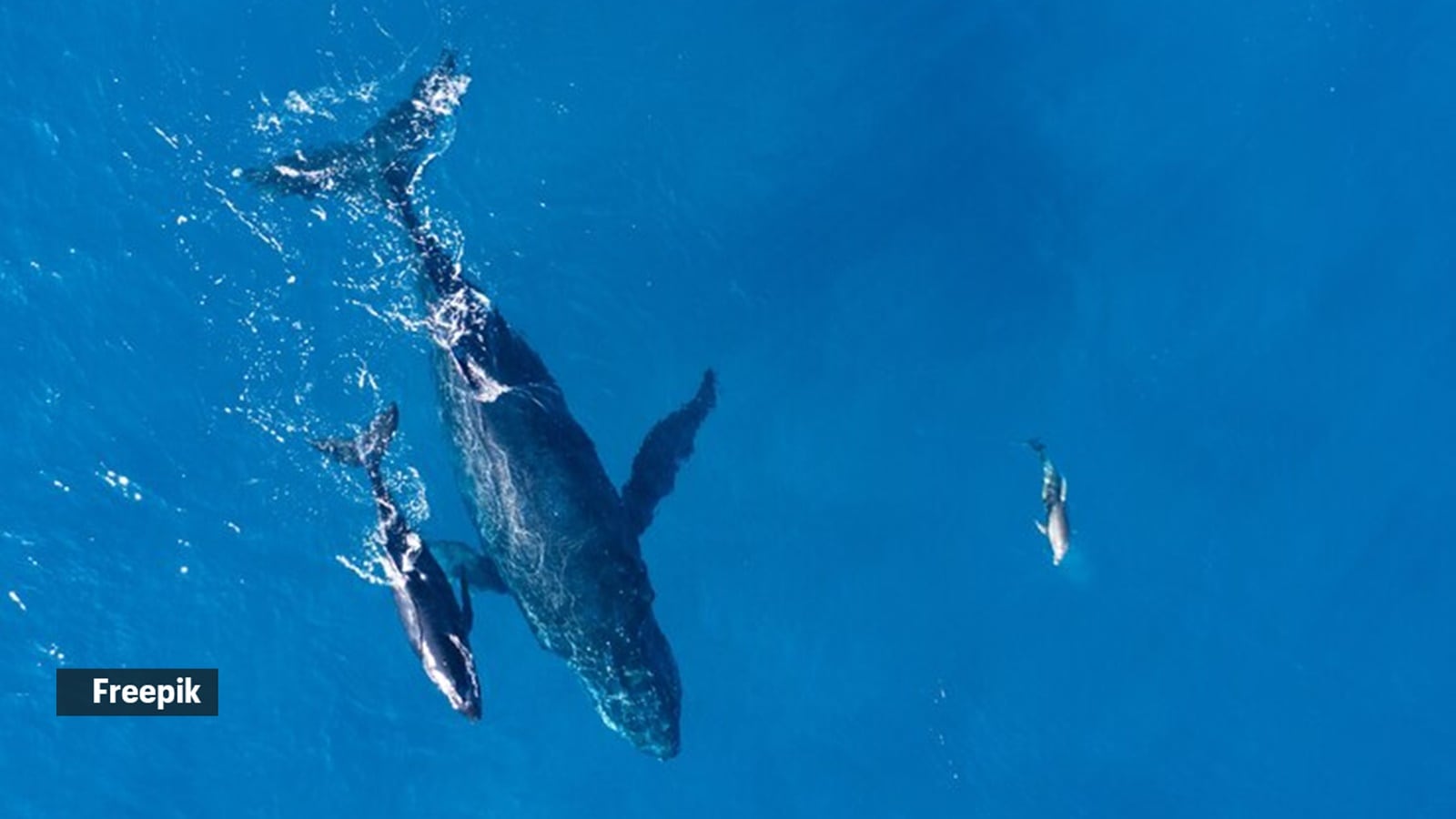 5 creatures that can breathe underwater | Pets-animals News - The ...