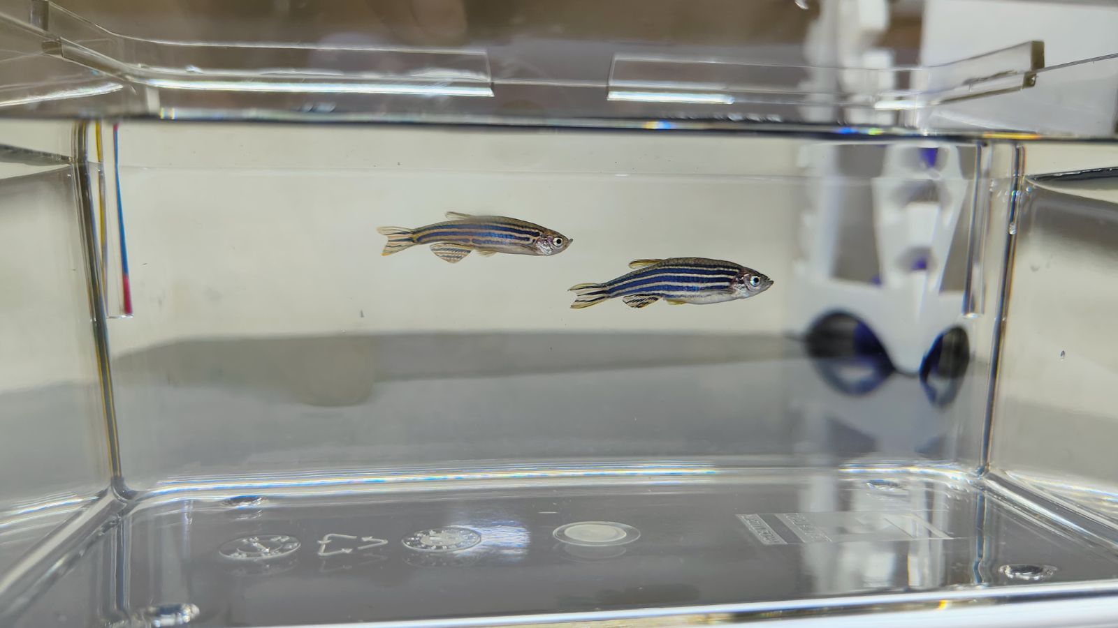 Zebrafish a gamechanger in creating heart tissue in labs | Pune News ...