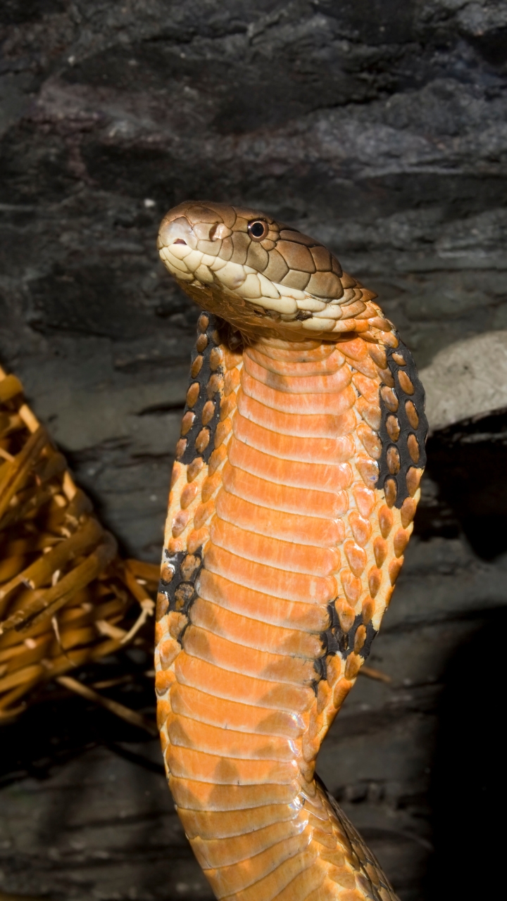 King Cobra Venom Yield