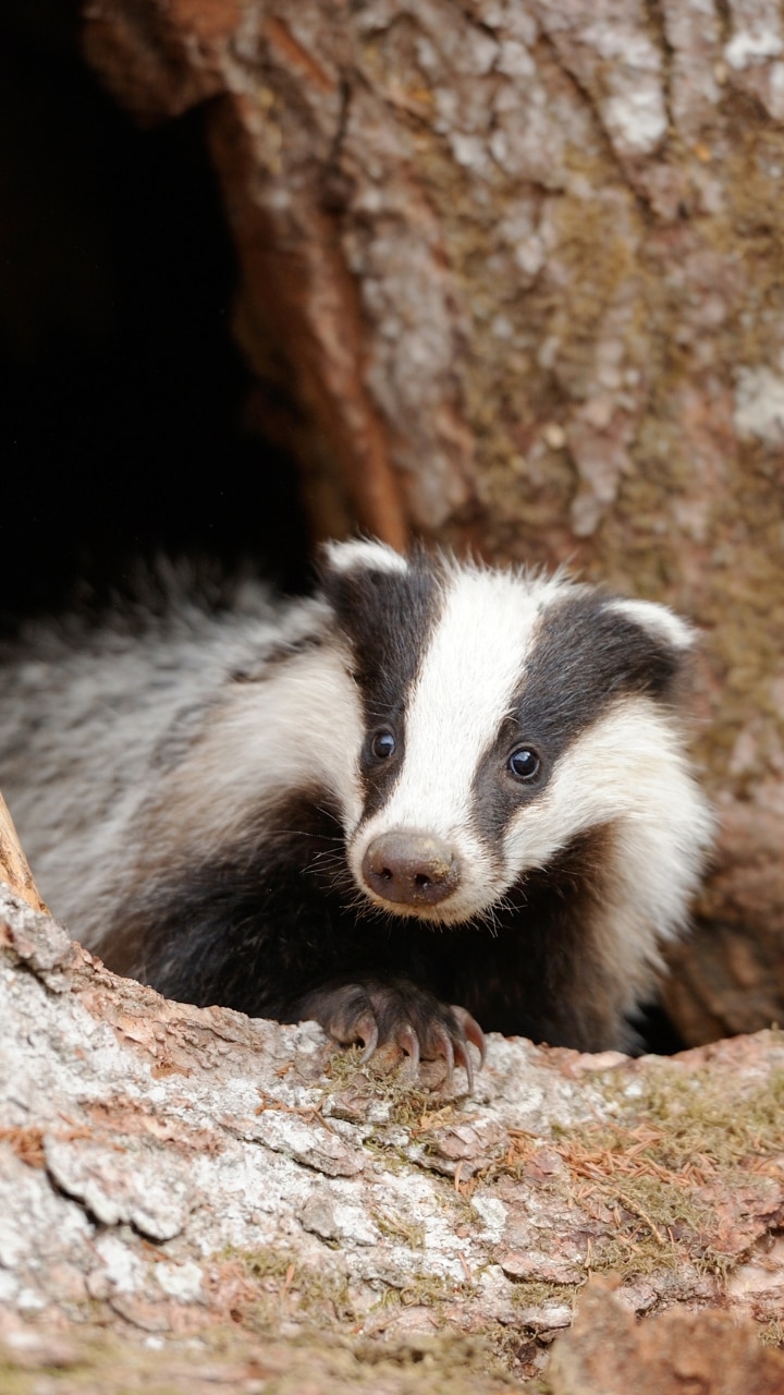 This animal can dig a tunnel up to 15 feet in an hour | Pets-animals ...