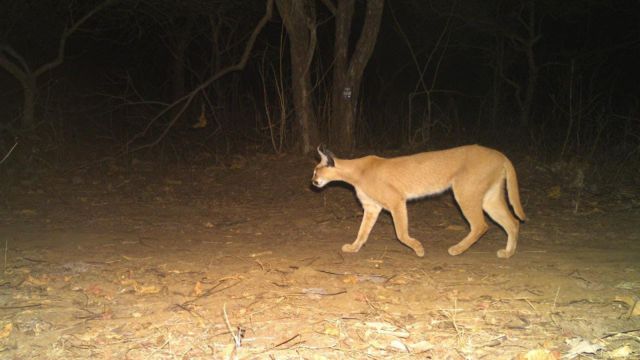 What are Caracals? Rajasthan Forest Minister shares first sighting of ...
