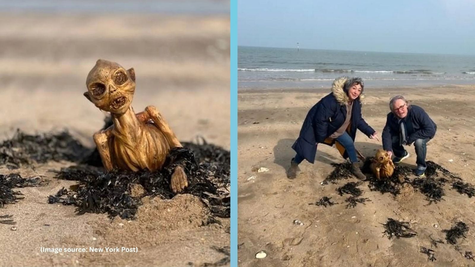 Mermaids The Body Found Skull