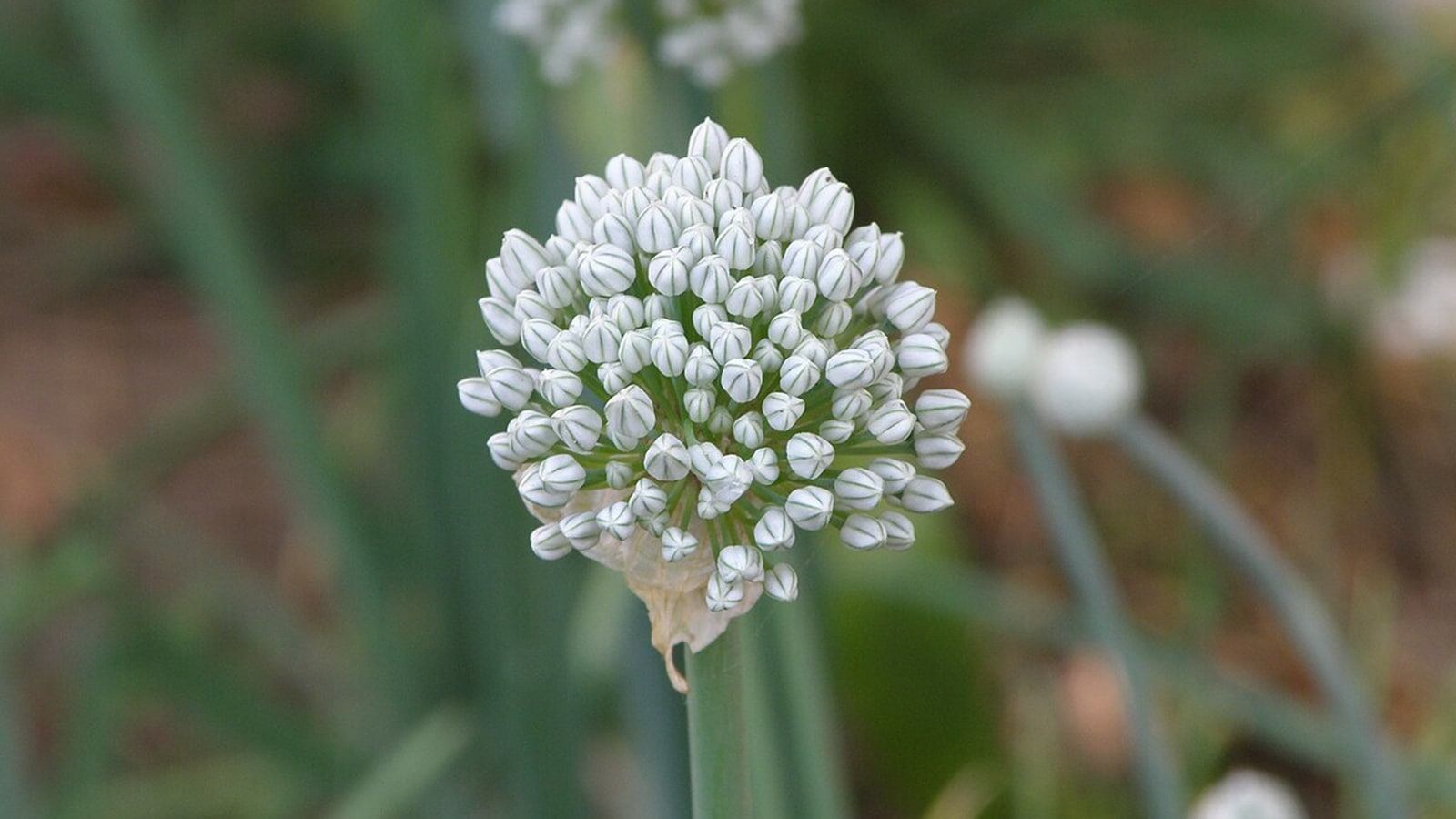 Onion Crop Pollination: Absence Of Bees on Fields Leaves Onion Seed Manufacturers In Tears