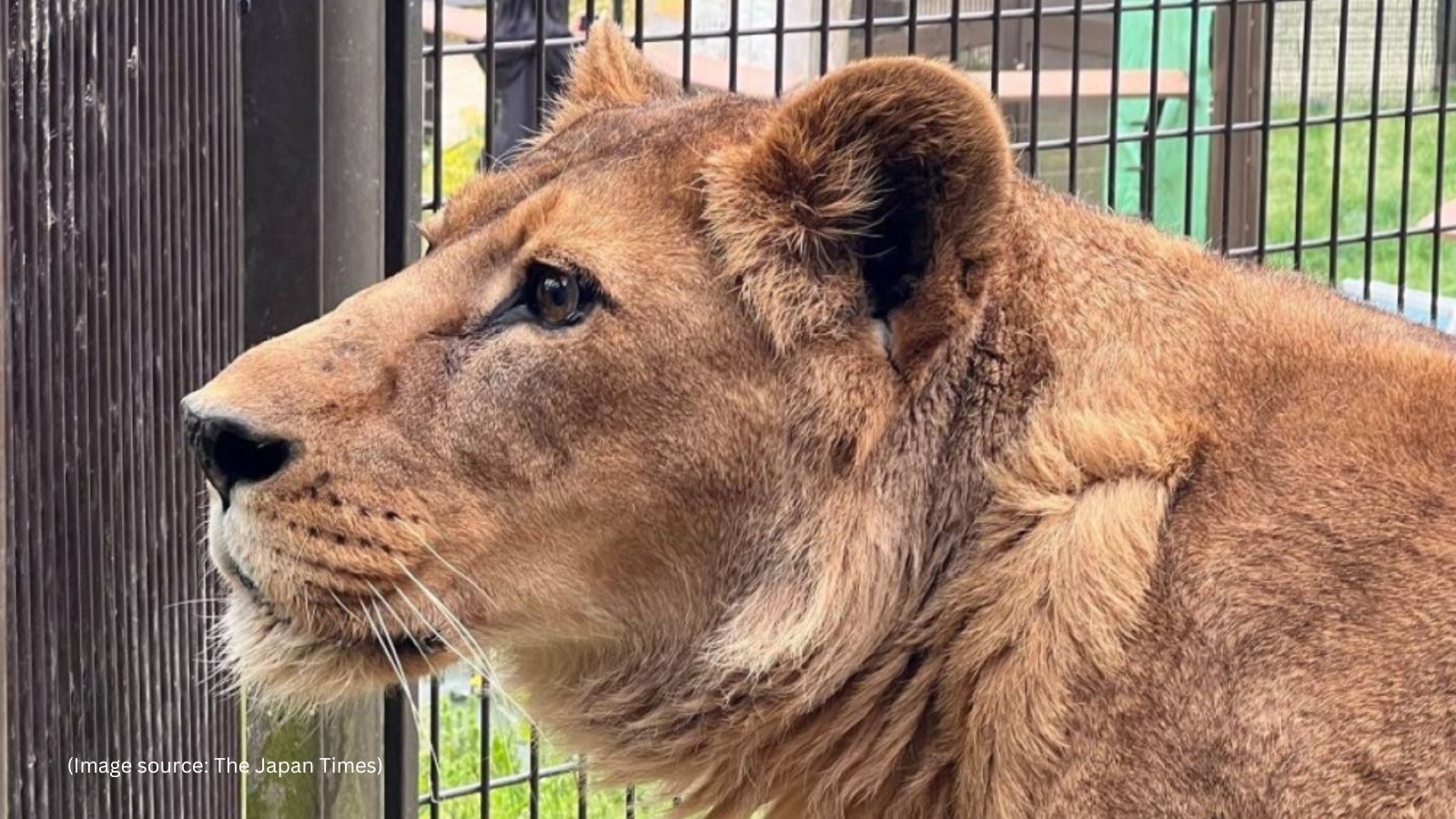 Oto, Japan’s oldest lioness, dies at 25, ‘equivalent to 100 human years ...