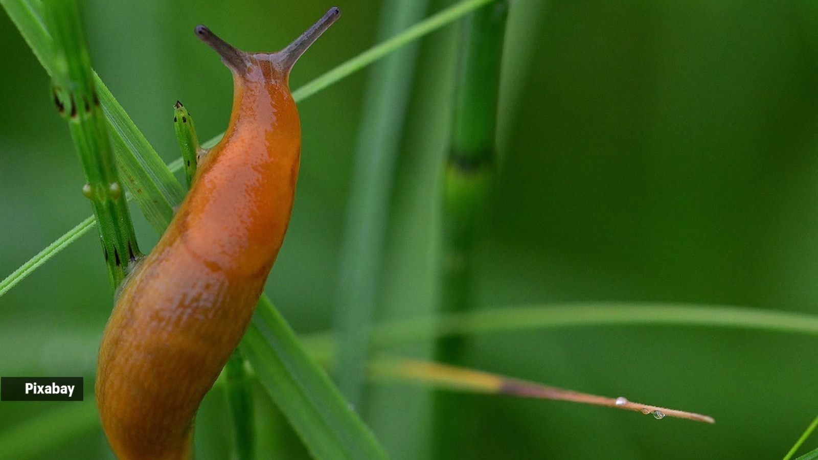 Nature’s strangest love story: Why banana slugs chew off their mates ...