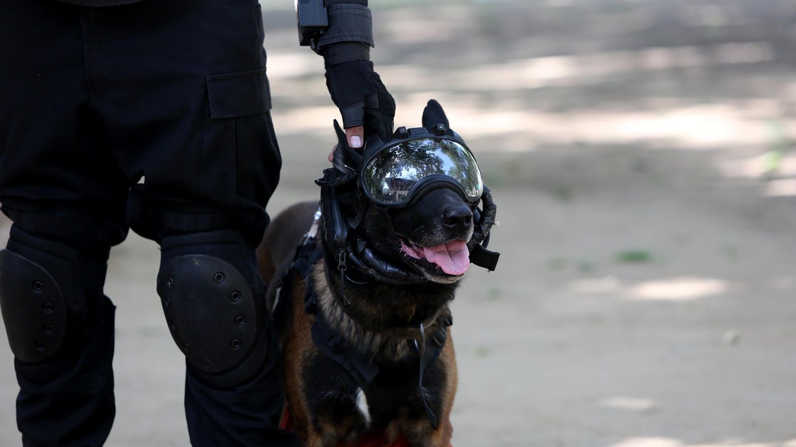 Dog squads to be set up to detect illegal drug use in Karnataka prisons ...