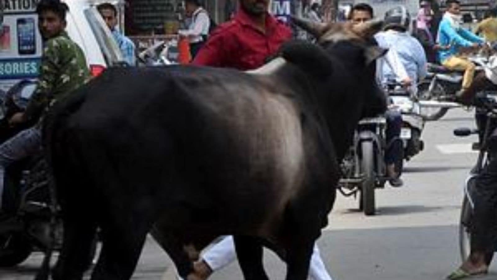 Delhi: 53-year-old man killed in stray bull attack | Delhi News - The ...