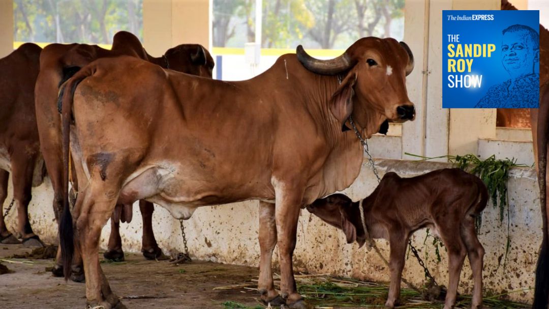 The holy cow and the dairy dilemma ft Yamini Narayanan | The Indian Express