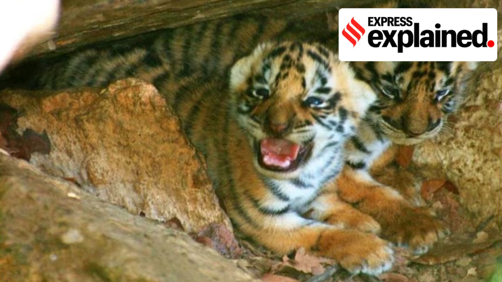 One more tiger reserve: why India needs them, the challenges some face | Explained News - The ...