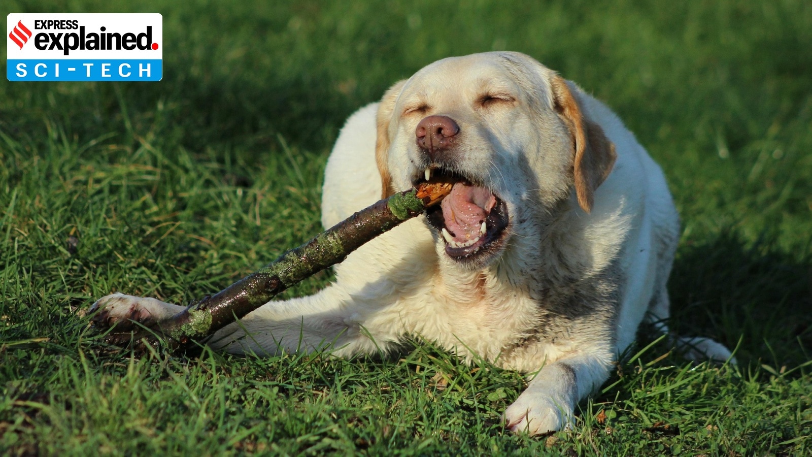 Genetic predisposition: Why some labradors (and humans) are at higher ...
