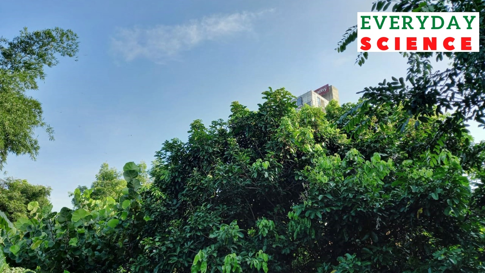 Miyawaki method at Mahakumbh 2025: How the afforestation technique works | Explained News - The ...