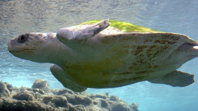 Nesting attempts thwarted at Juhu Beach: Why olive ridley turtles are ...