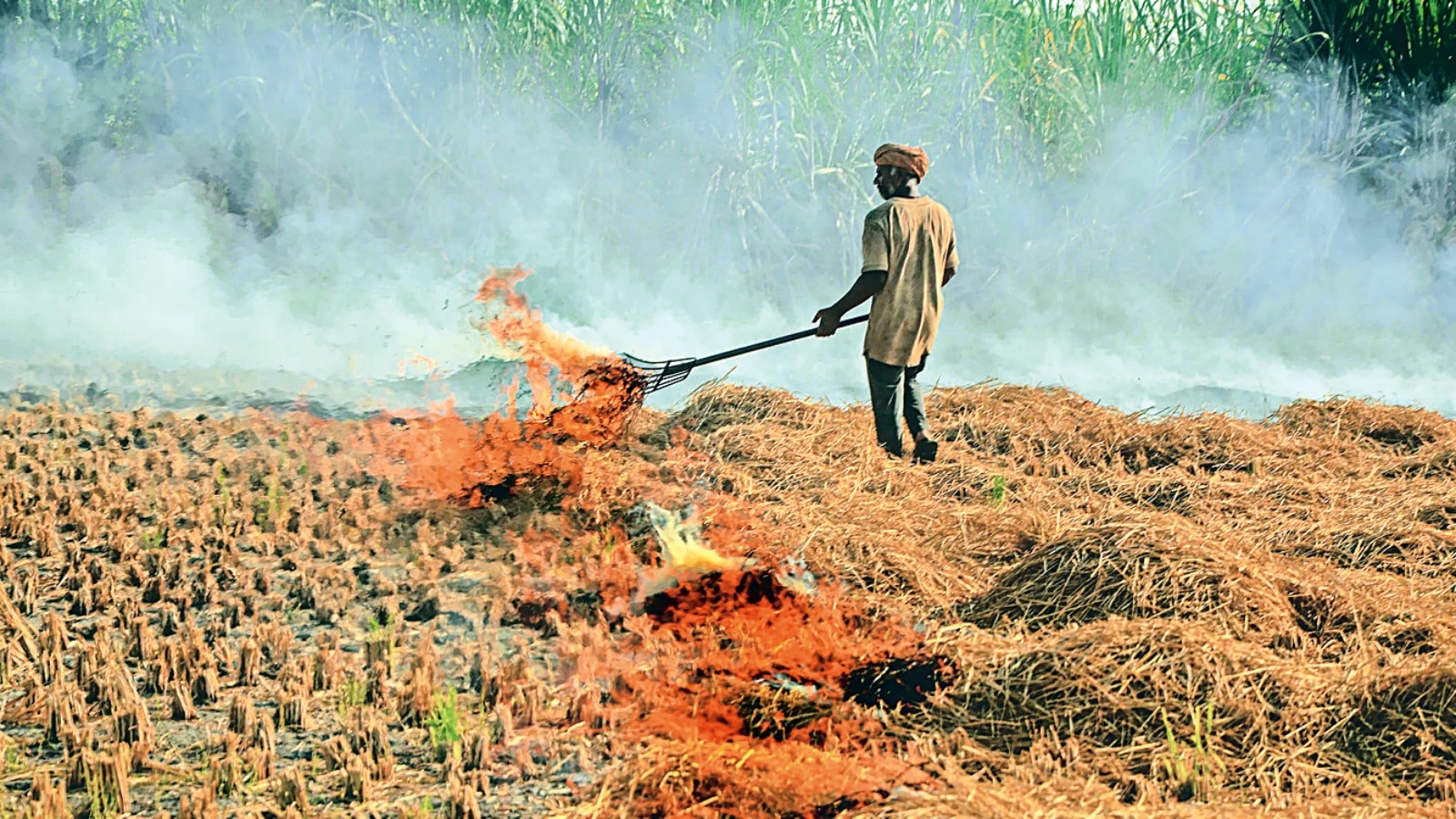 Give Rs 100 per quintal to farmers to curb stubble burning: House panel to Govt | India News ...