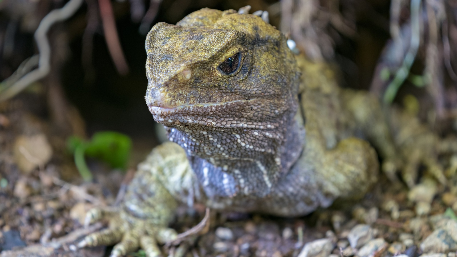 8 animals that are ‘living fossils’ with prehistoric roots (Hint: one ...