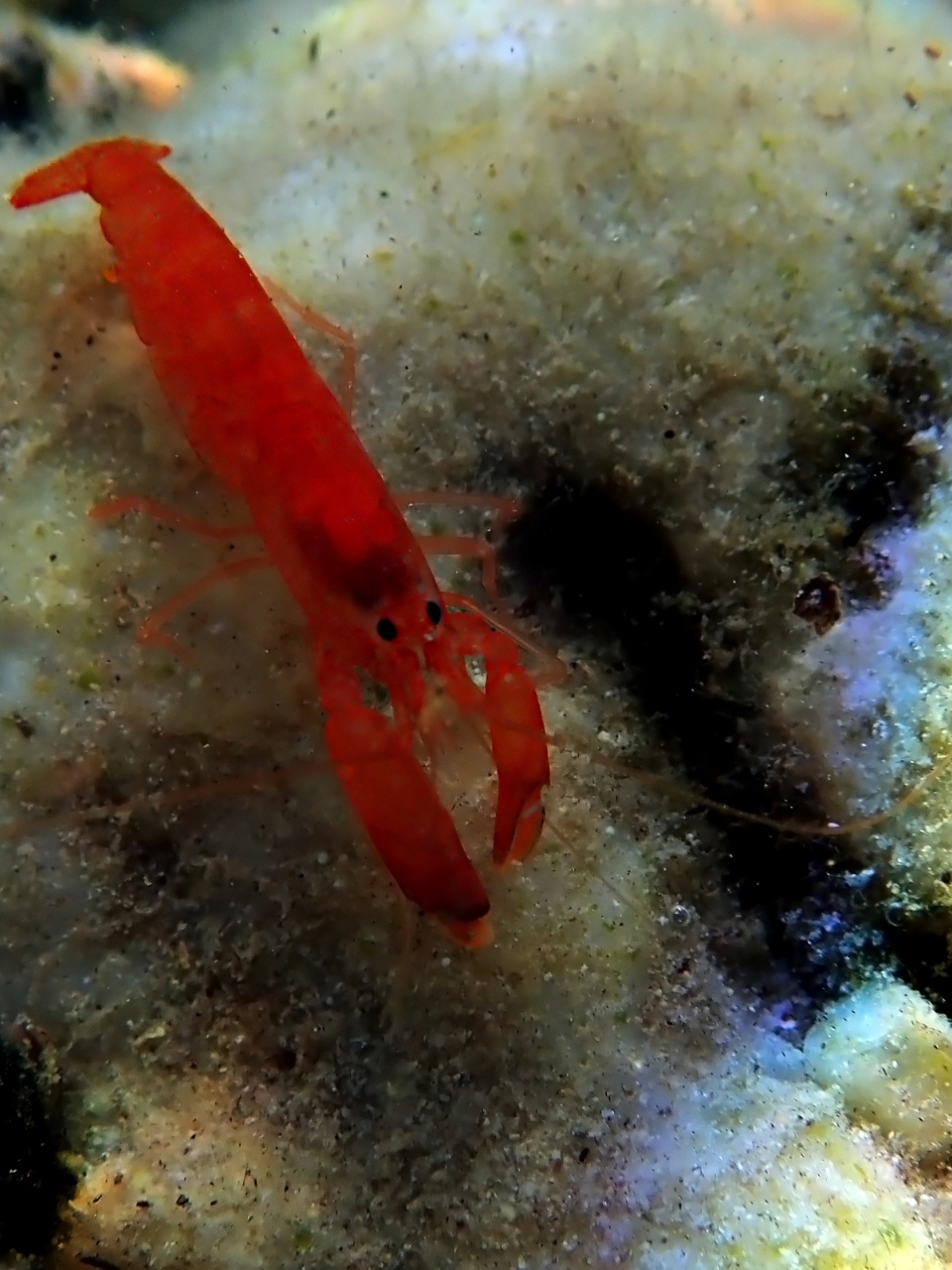 Pistol shrimp: Nature's tiny, explosive weapon