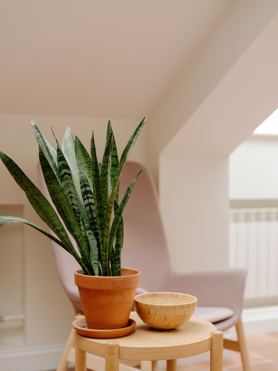 9 plants that naturally repel snakes from your garden