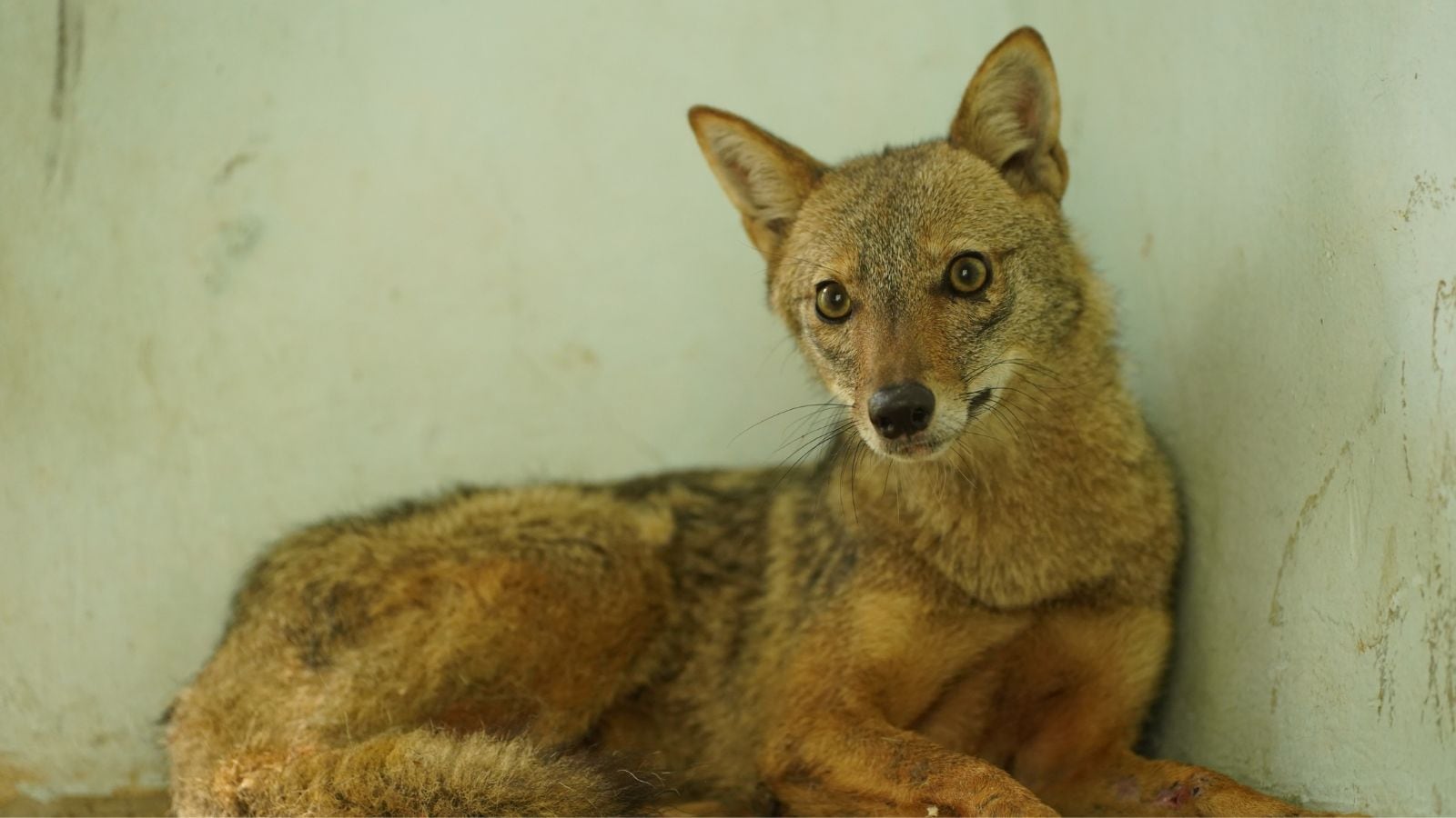 Golden jackal rescued near Junnar in Maharashtra, overcomes broken leg ...