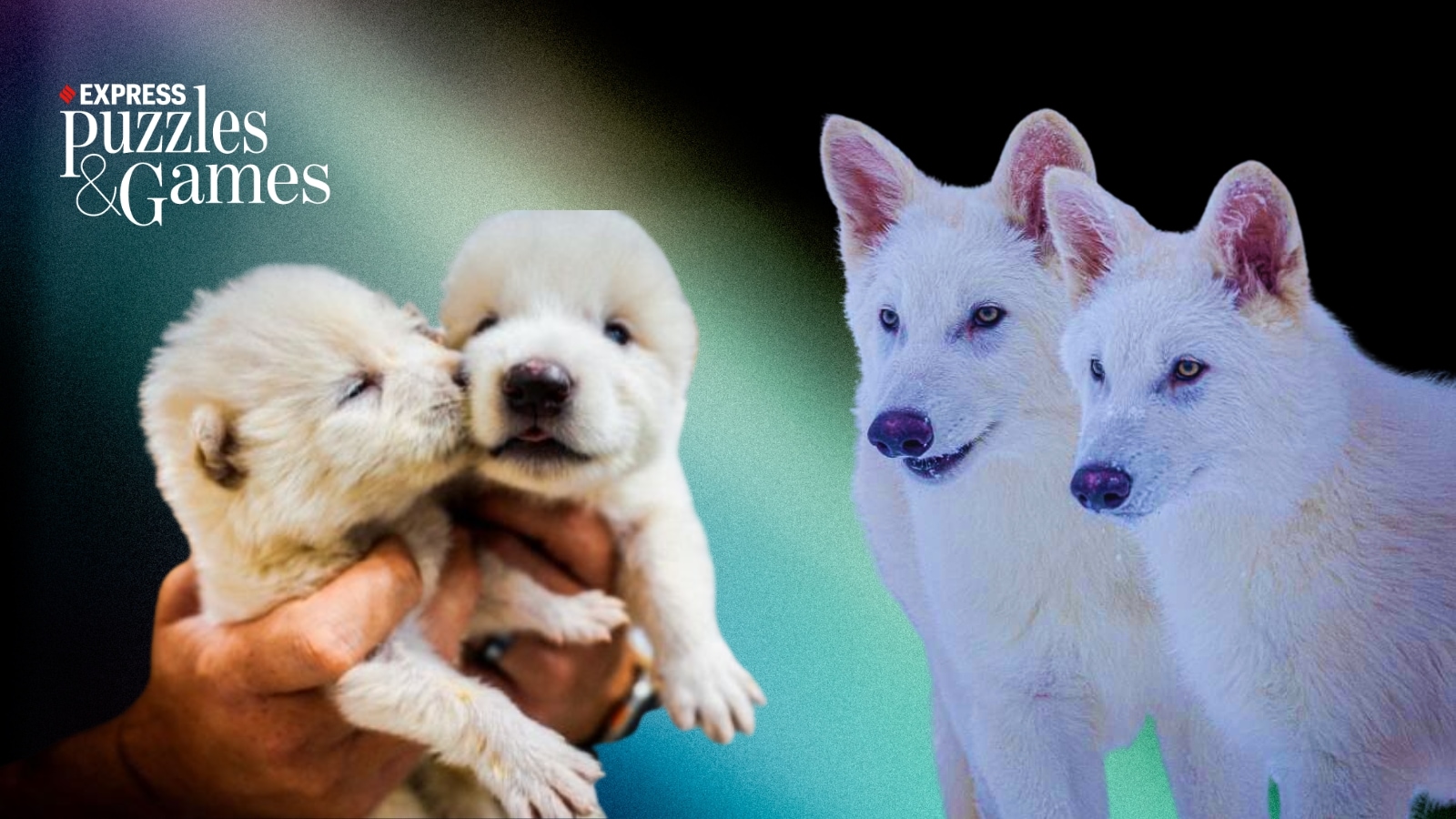 Express News Quiz: The Dire Wolf, 26/11 accused, & White Lotus 3 | puzzles and games News - The ...