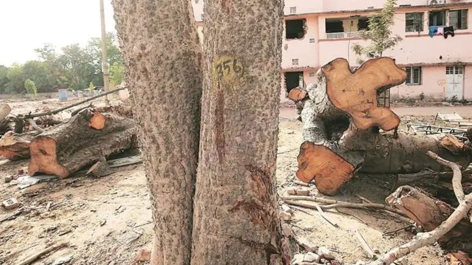 ‘Mini forest vanished overnight’: Case lodged into Dwarka tree felling ...