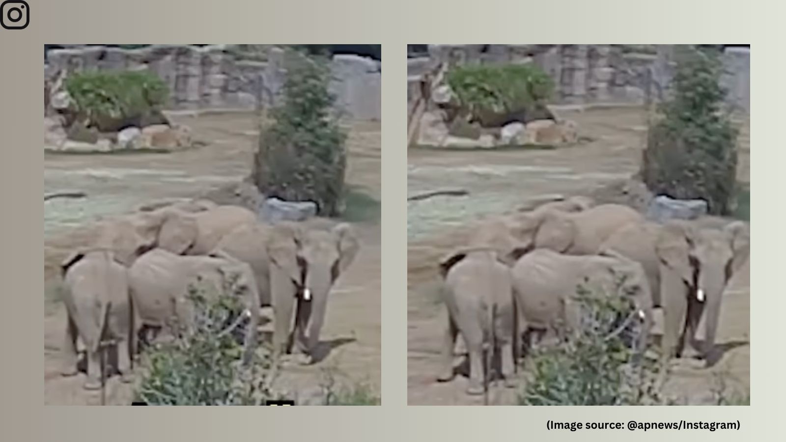 ‘Learn from animals’: Elephants at San Diego Safari Park shield calves ...