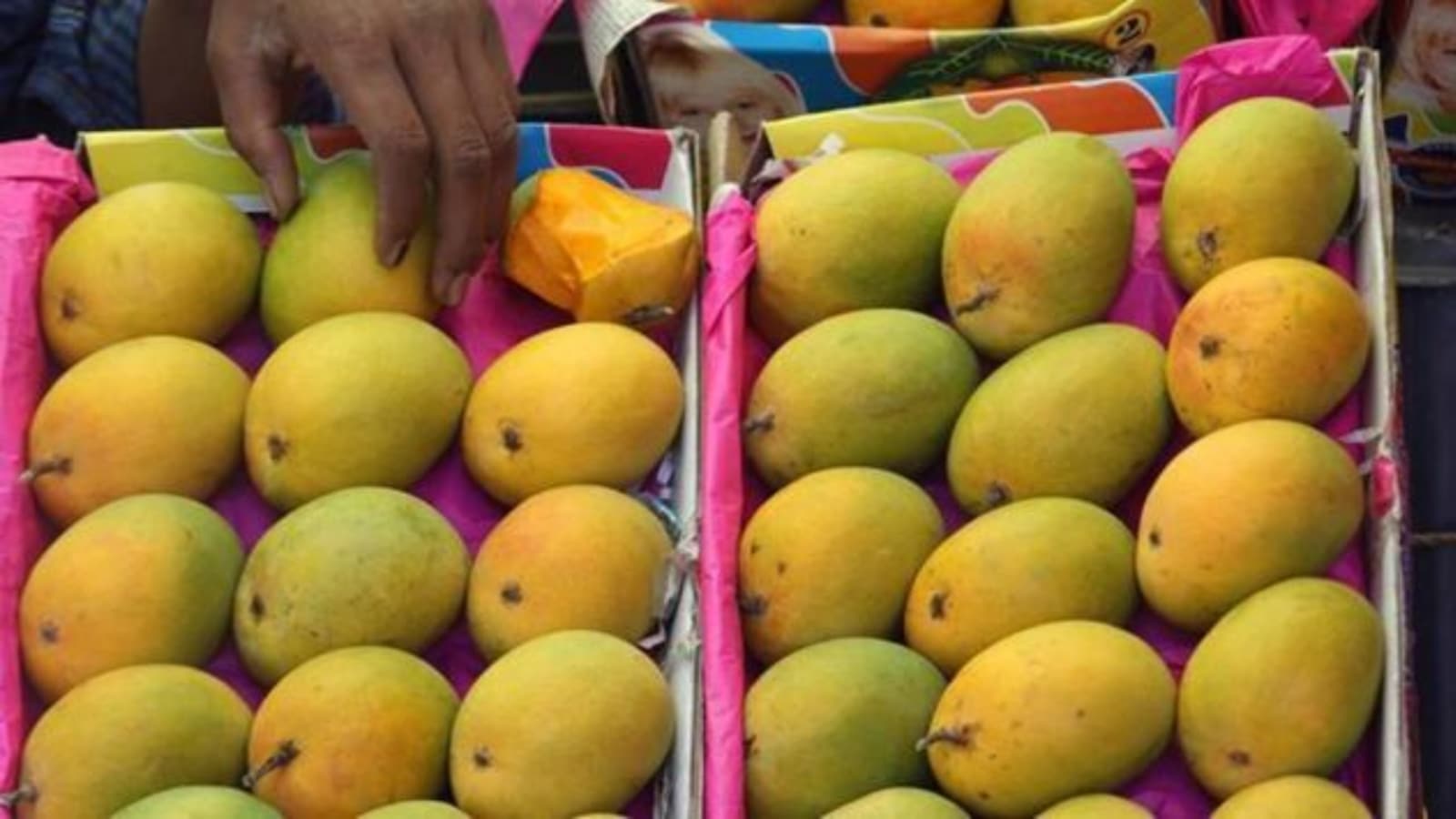 Konkan Hapus growers jump on GI tag, technology to protect their ...