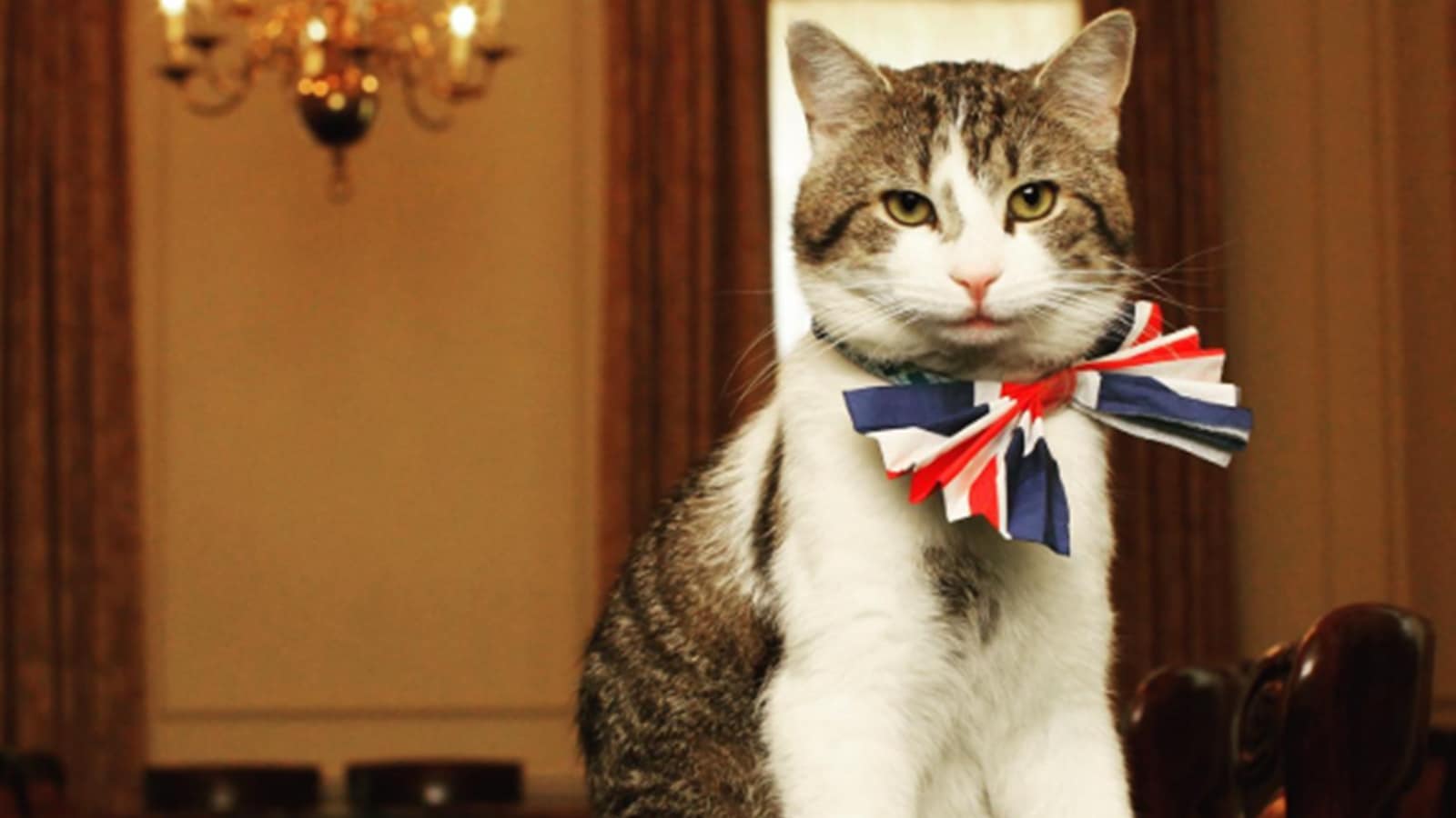 Did you know this cat holds an official government role in the UK?