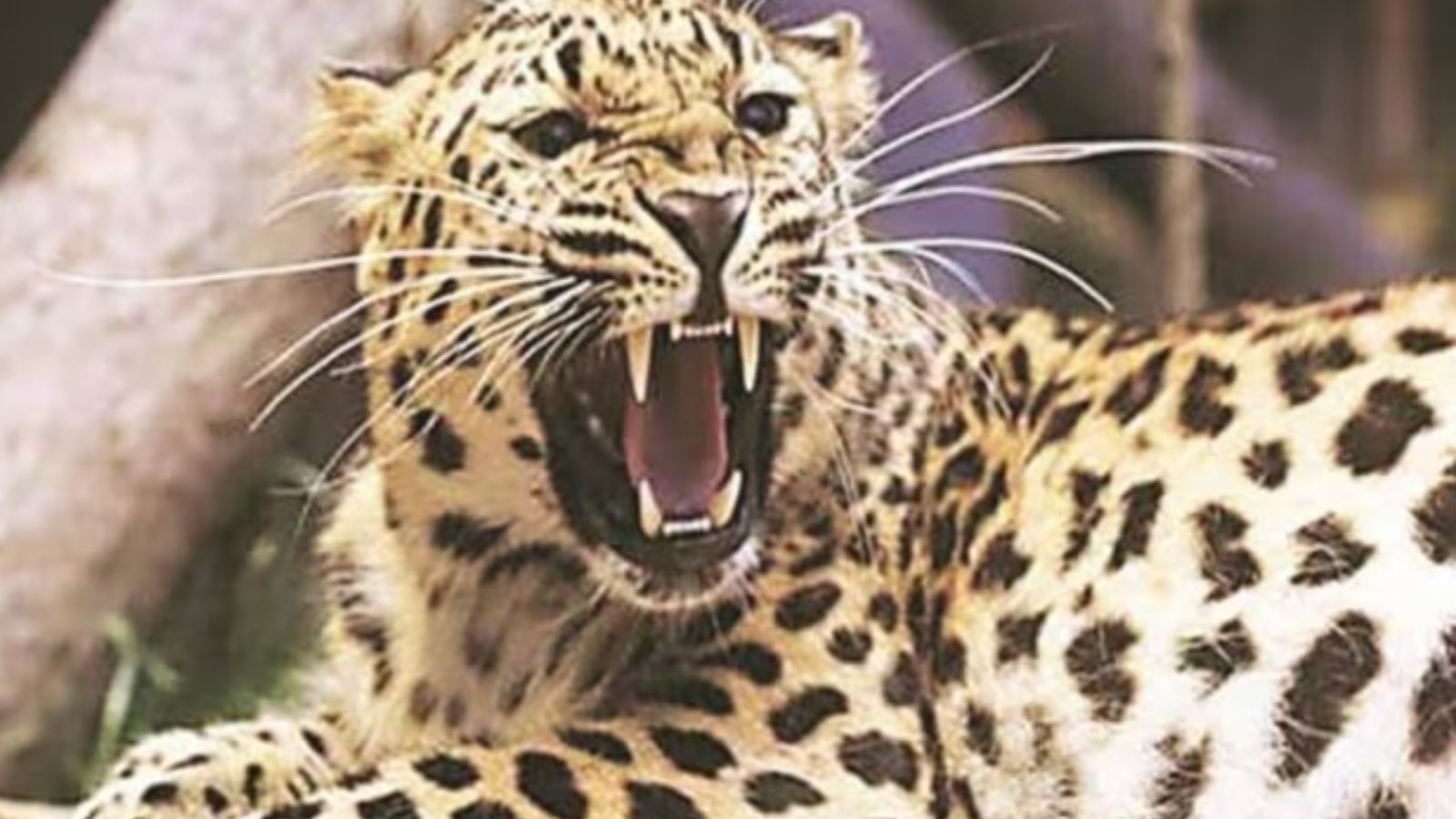 Leopard sighted on Pune airport premises, search ops launched | Pune ...