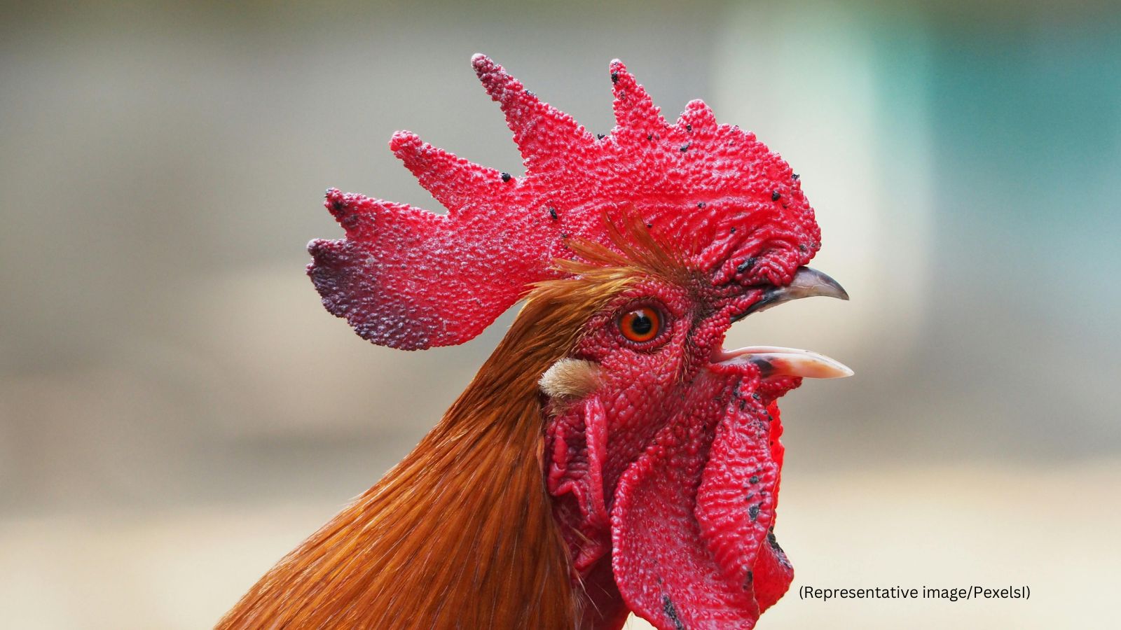 Heartbroken man steals ex-girlfriend’s pet chicken; video of his arrest ...