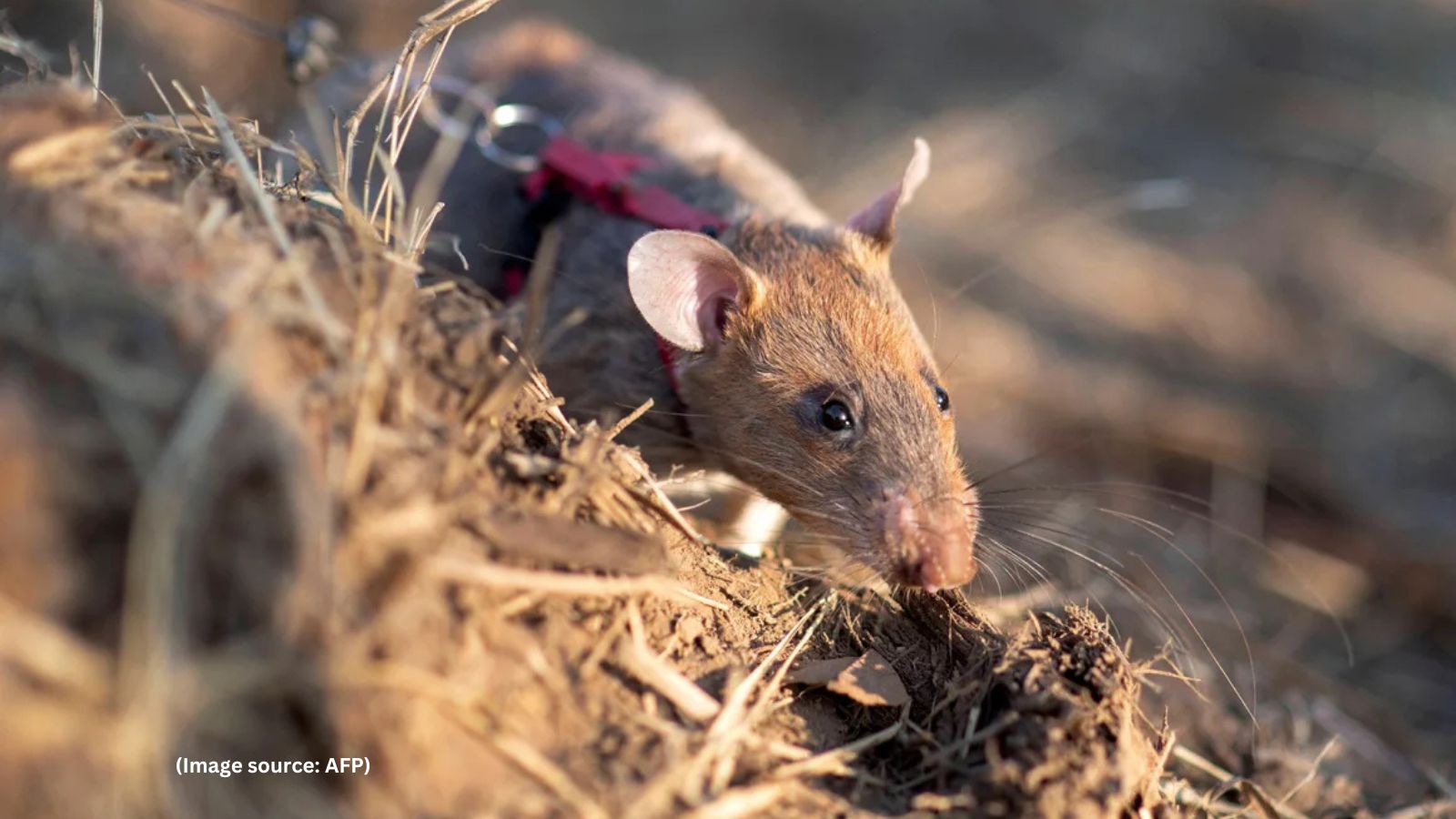 Meet Ronin, the rat setting world records and saving lives | Trending ...