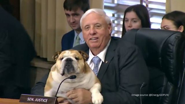 US Senator Jim Justice brings his bulldog to hearing; ‘her testimony ...