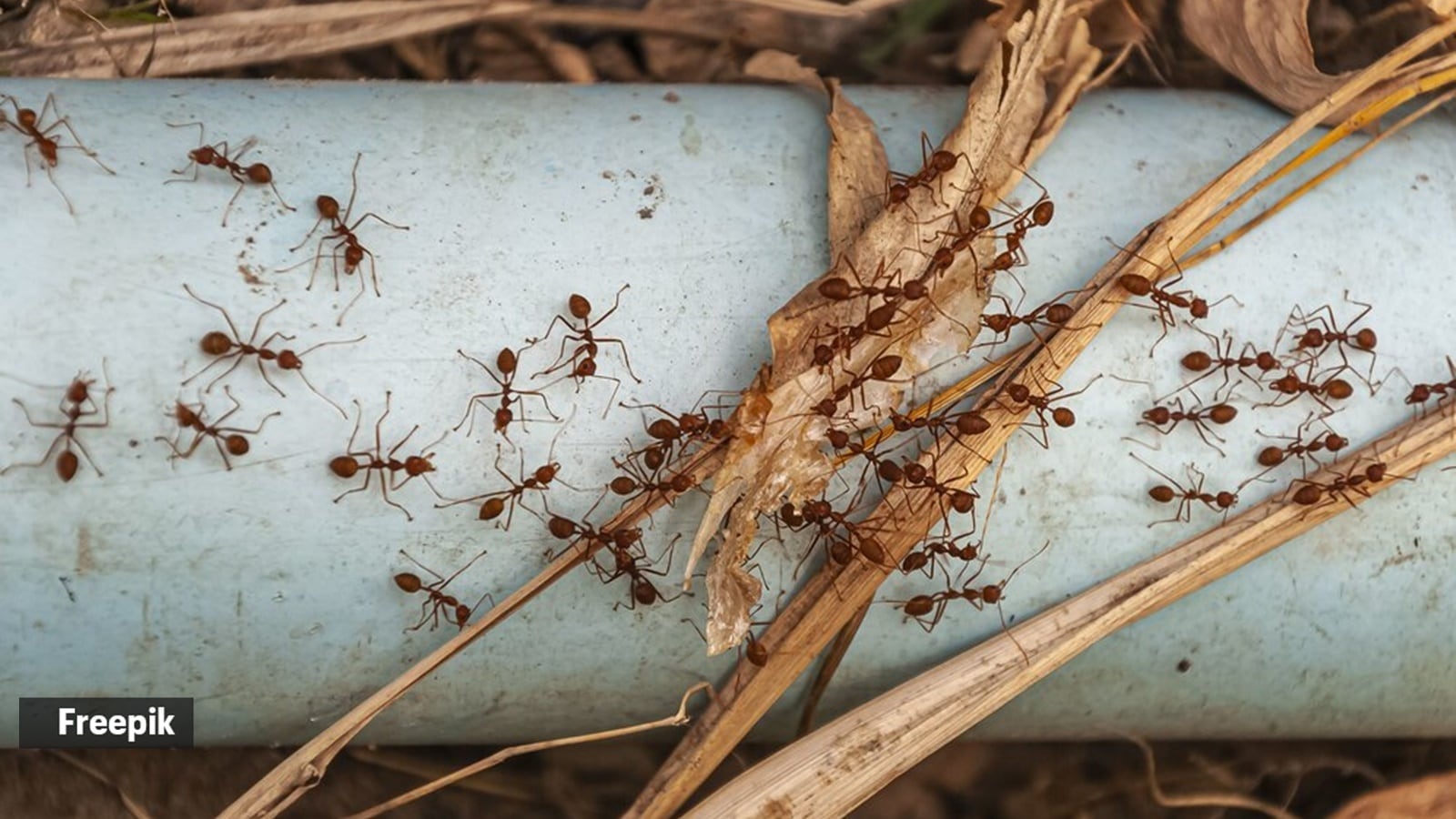 Do you know how many ants together can lift a human?