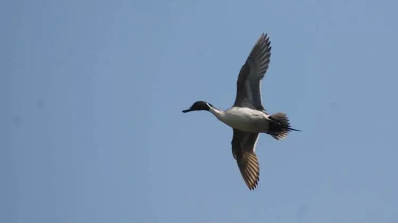 Pune: 81 bird species found in census on Fergusson campus | Pune News ...