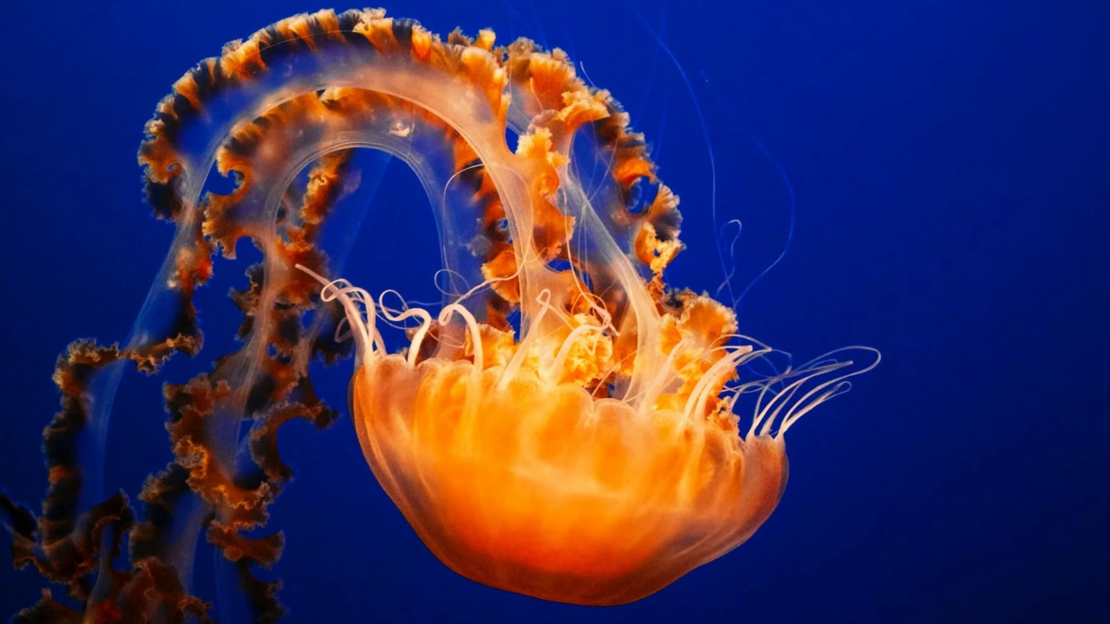 6 fascinating creatures that do not have a brain | Pets-animals News ...