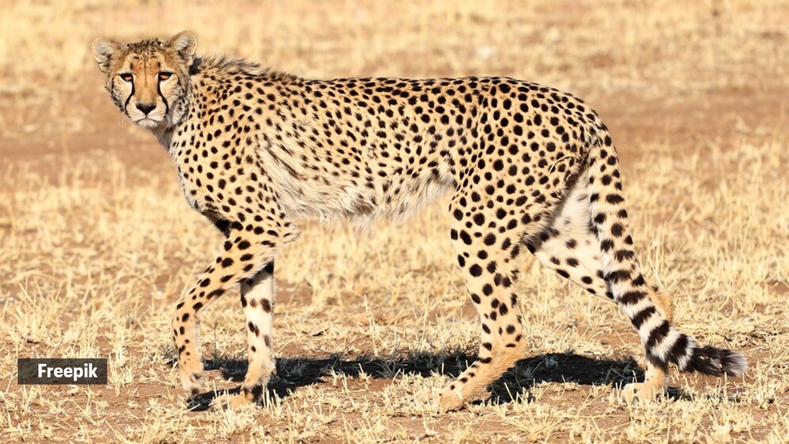 10 ‘spotted’ animals and birds in the wild | Pets-animals News - The ...