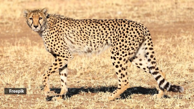 10 ‘spotted’ animals and birds in the wild | Pets-animals News - The ...