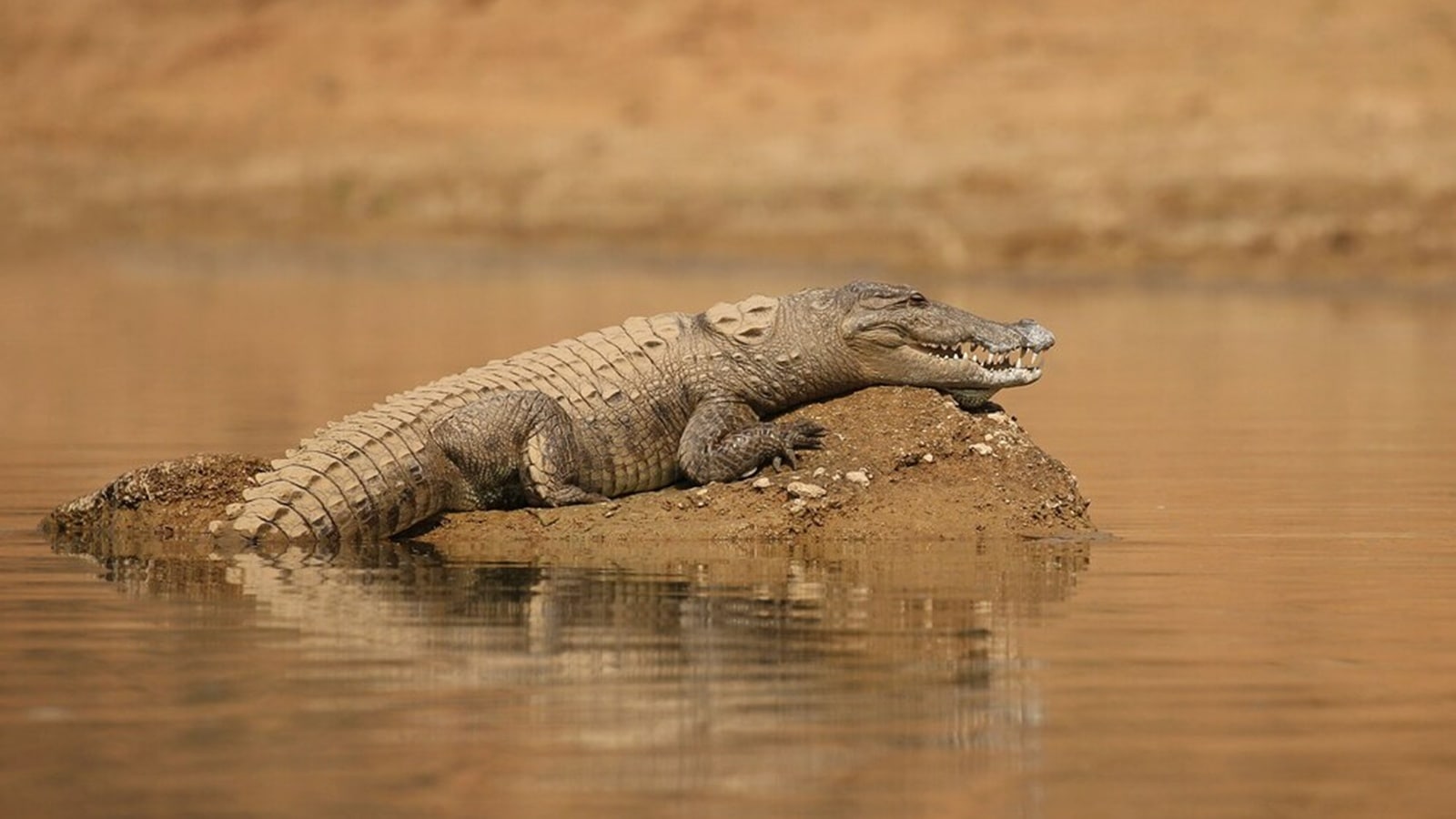 Speed Of Crocodile On Land
