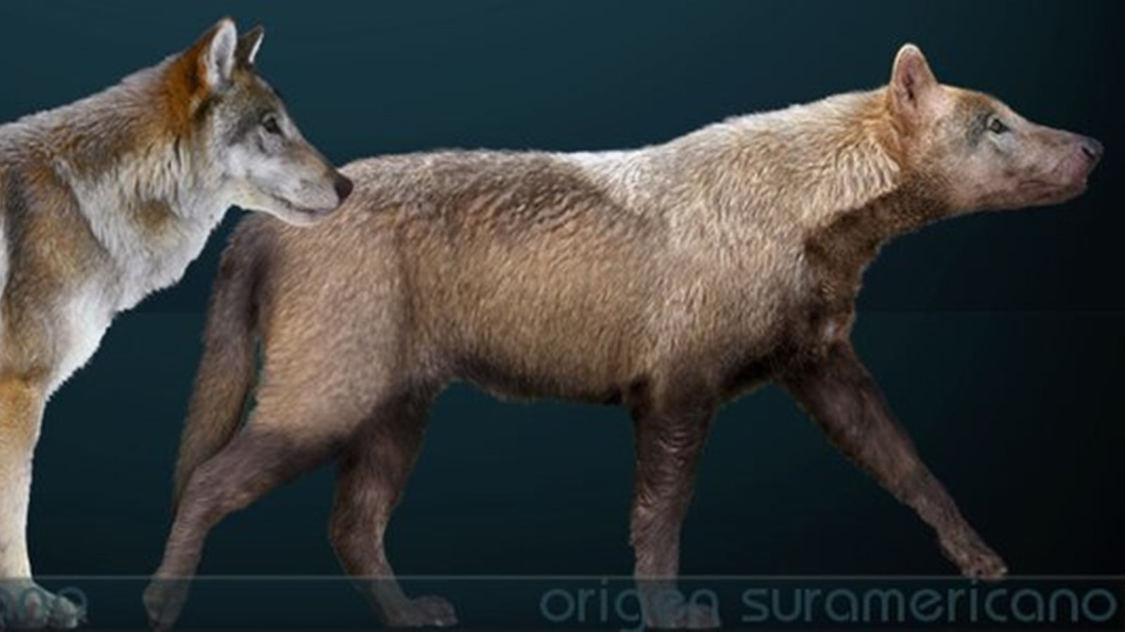 The dire wolves from Game of Thrones did exist in real life. But what ...