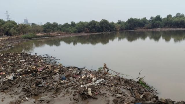 Buried mangrove patch revived in Vashi, environmentalists pitch for ...