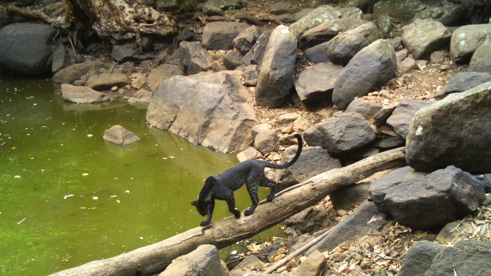 Black panther killed by speeding vehicle in Goa; probe initiated, minister takes note | India ...