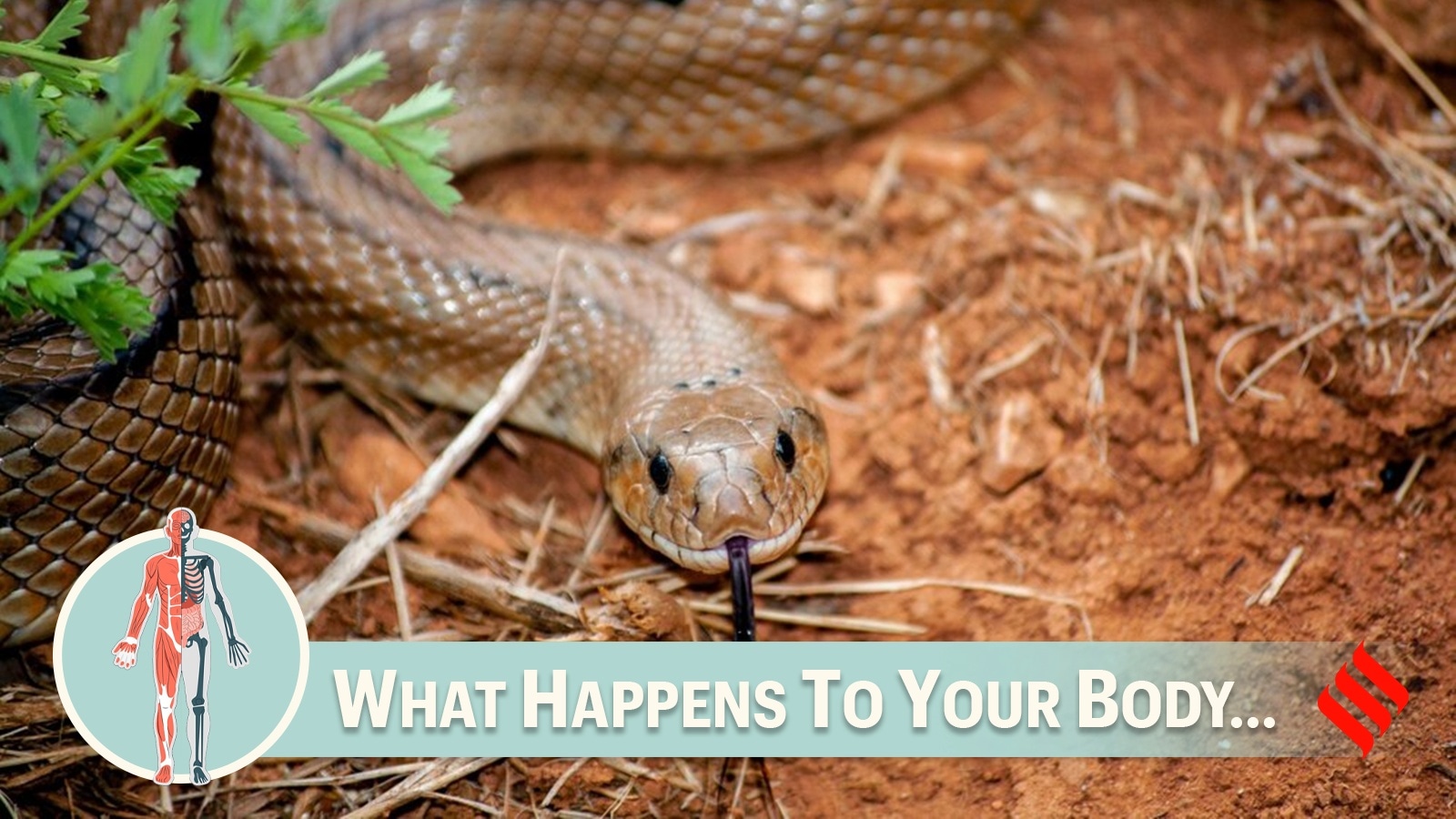 A snake bite can introduce these 3 types of venom in your body