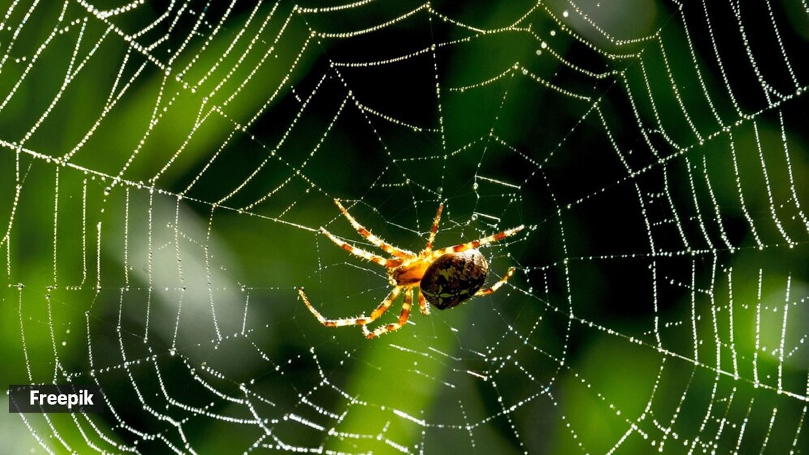 Here's why you should not kill spiders on the spot