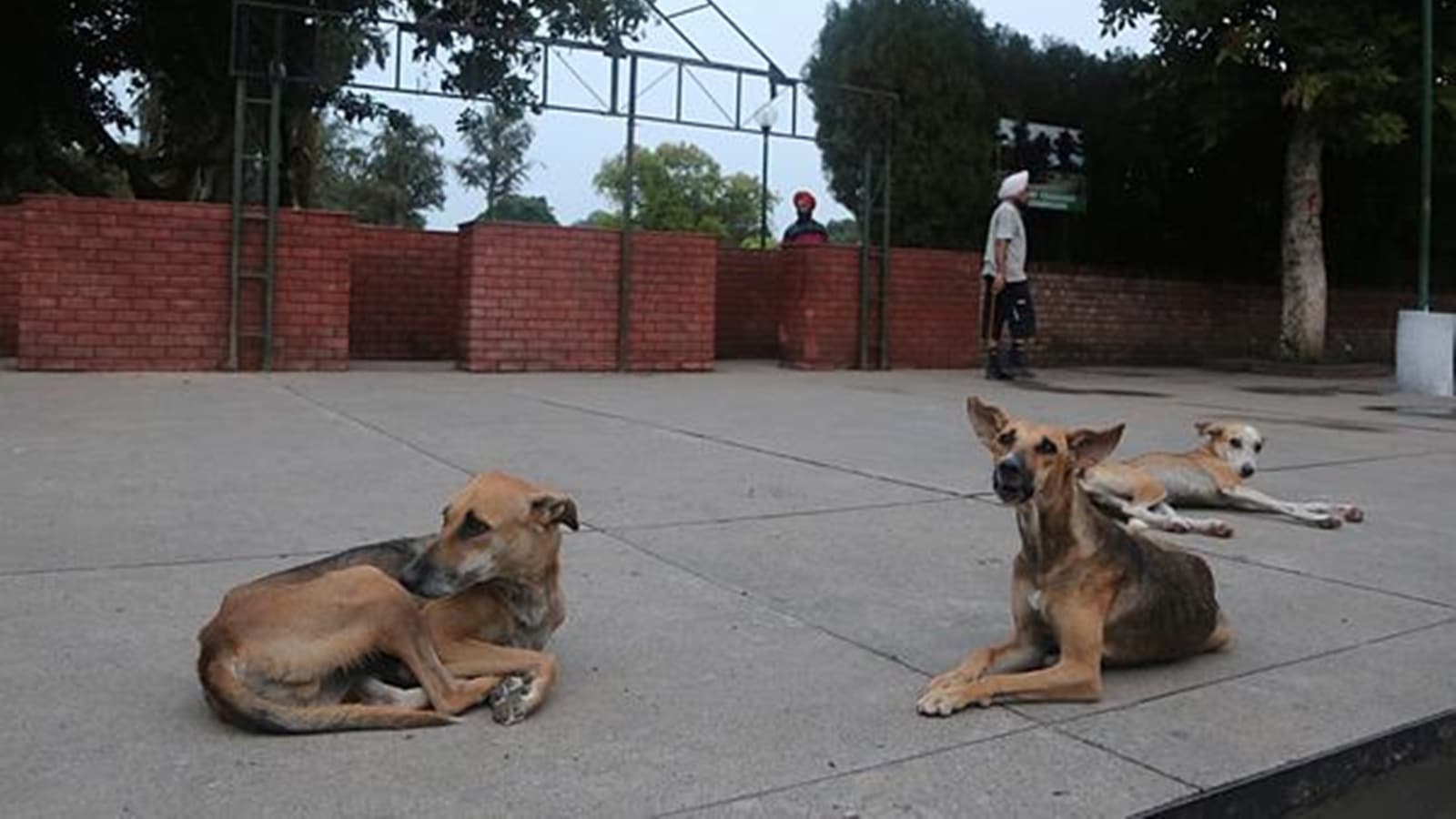Goa’s stray dog menace back in focus after toddler mauled to death in ...