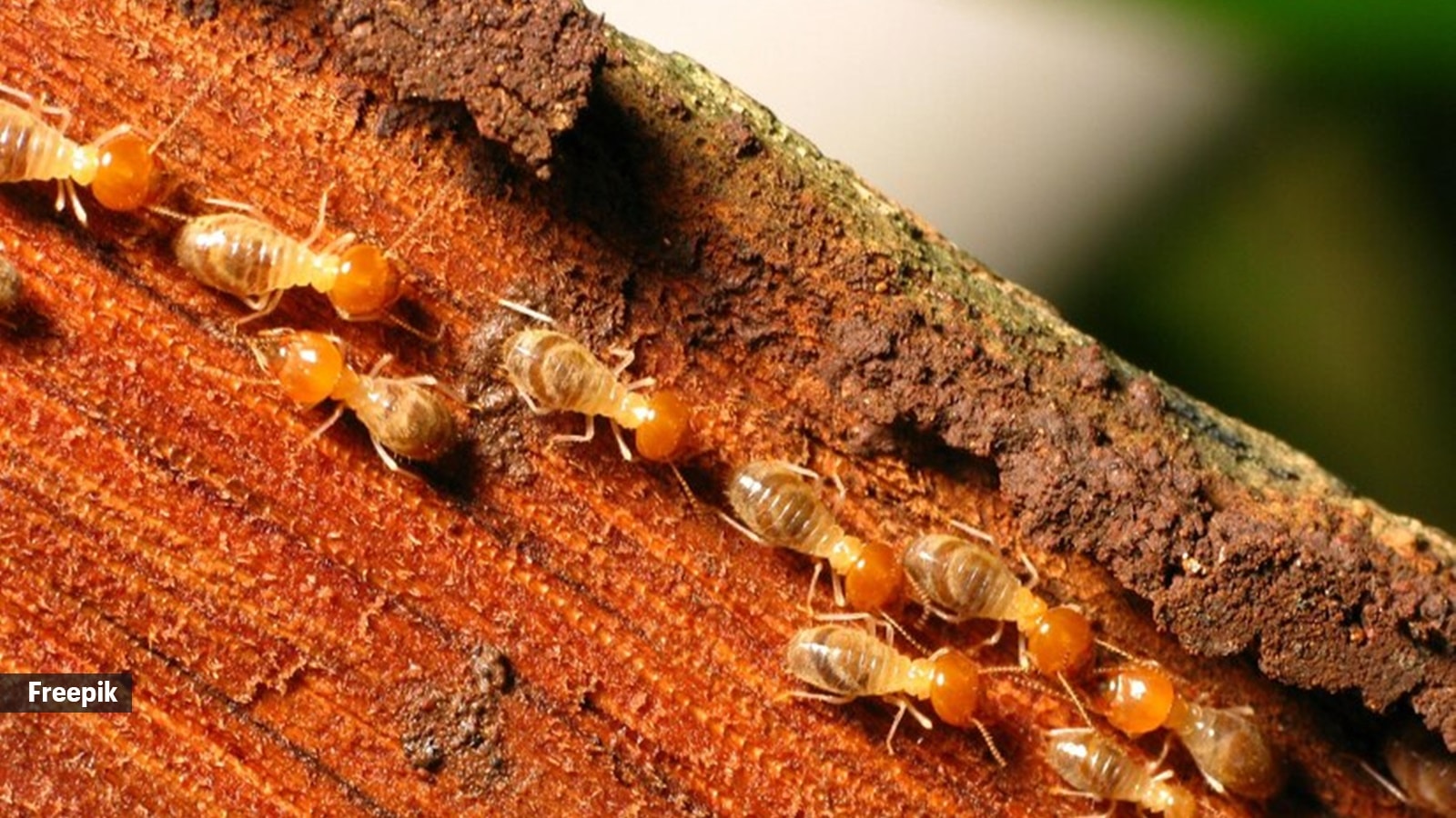 Ways to prevent and treat termite (deemak) infestation at your home this summer | Pets-animals ...