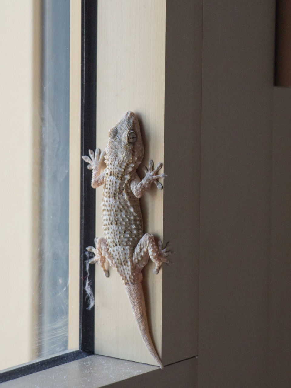 Can lizards bite? Here’s what you should know