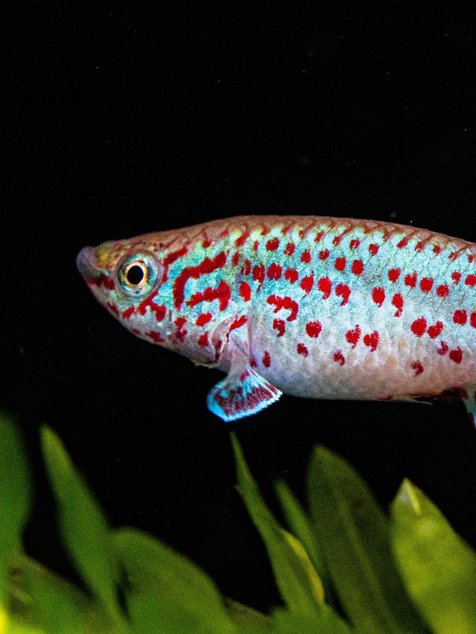 5 fascinating creatures with shockingly short lifespans