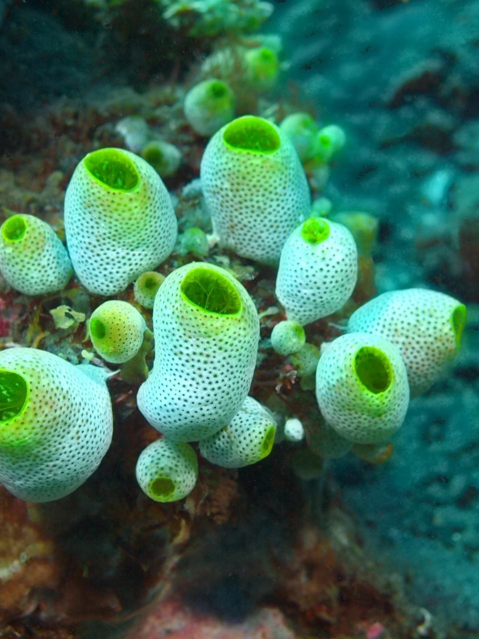 6 fascinating creatures that thrive without a brain