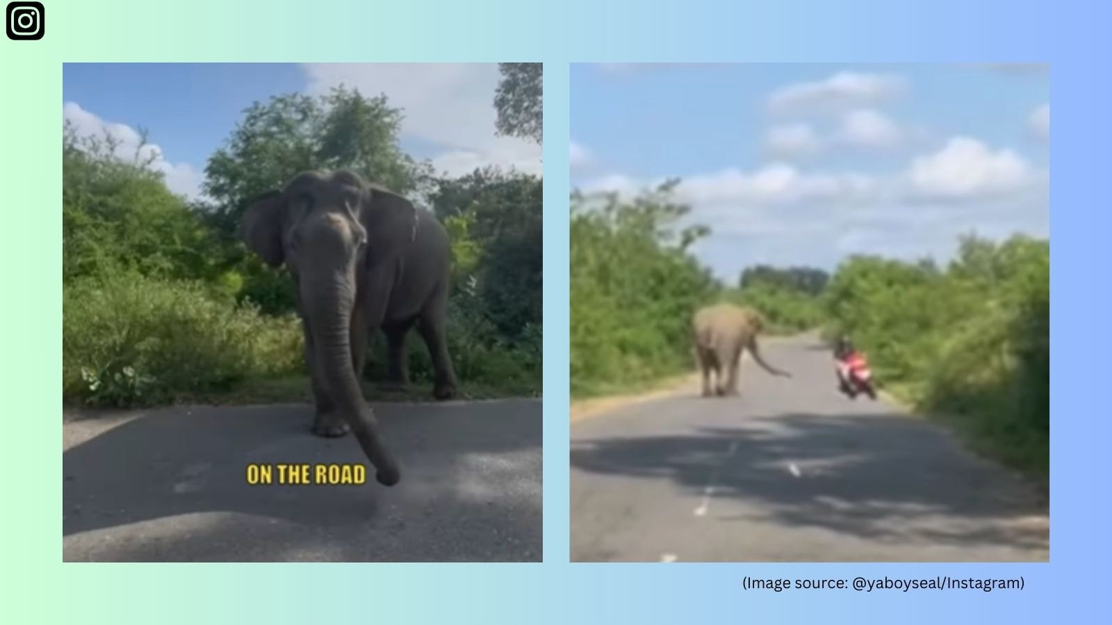 Canadian travel vlogger films close encounter with wild elephant in ...