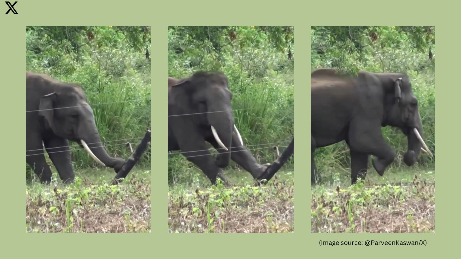 IFS officer shares viral video of elephant neutralising electric fence